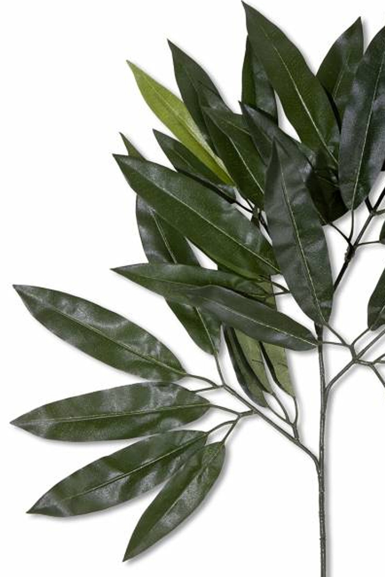 Hoja artificial mango 60cm - Easyplants