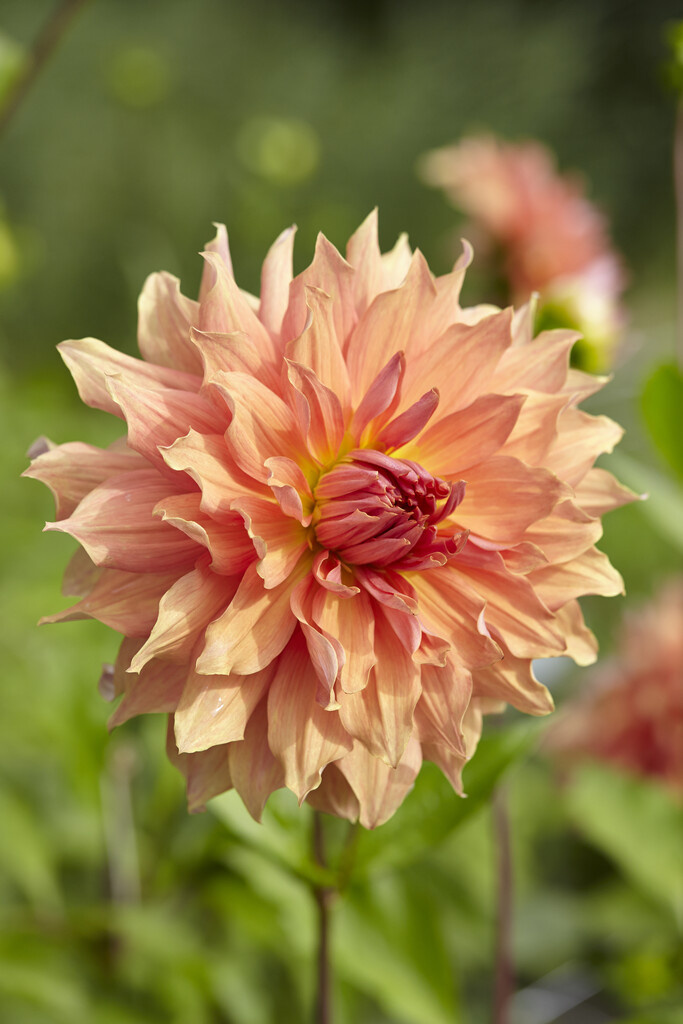 Dahlia Belle of Barmera - Dahlia Store - Exclusive dahlia tubers