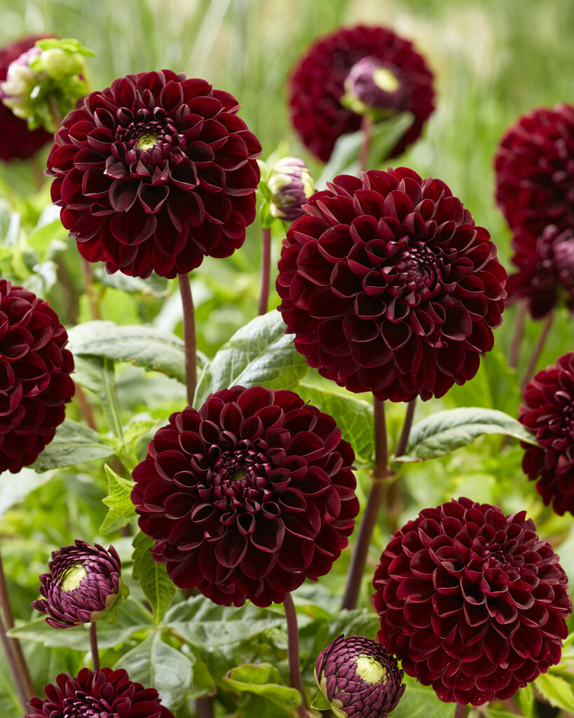 Dahlia Dark Spirit - Dahlia Store - Exclusive dahlia tubers