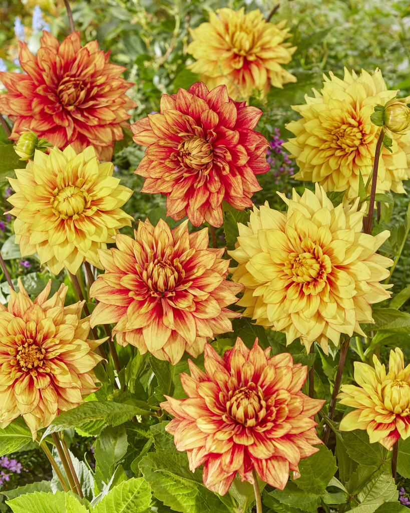 Dahlia Dazzling Magic - Dahlia Store - Exclusive dahlia tubers