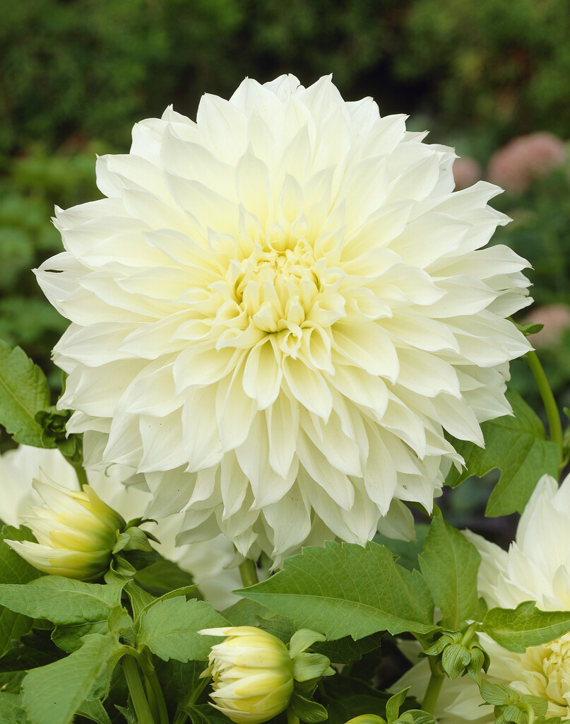 Dahlia Fleurel - Dahlia Store - Exclusive dahlia tubers