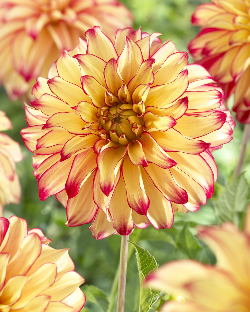 Dahlia Lady Darlene - Dahlia Store - Exclusive dahlia tubers