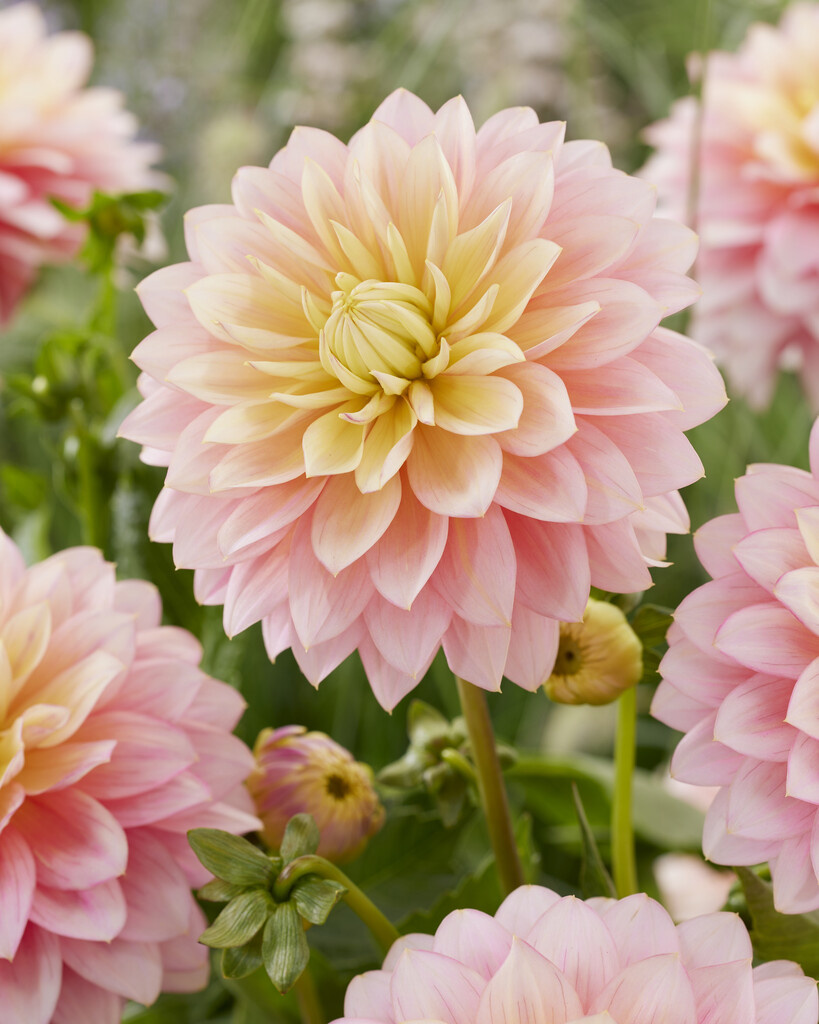 Dahlia Sheer Heaven - Dahlia Store