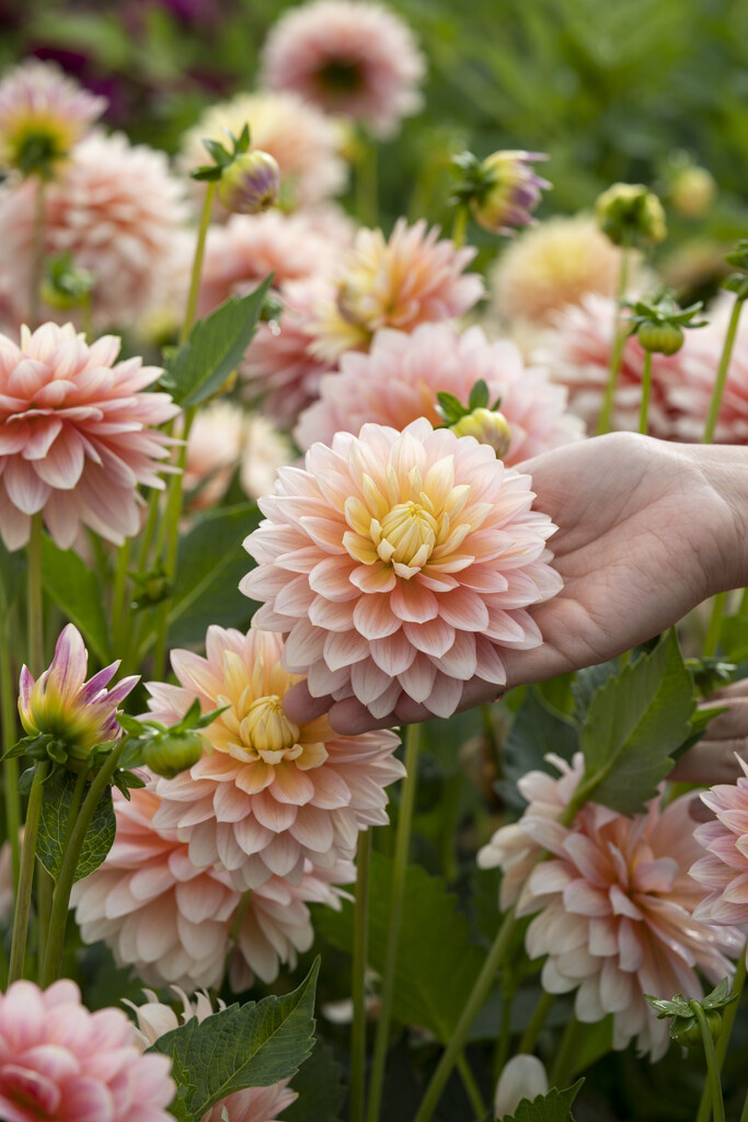 Dahlia Sheer Heaven - Dahlia Store - Exclusive dahlia tubers