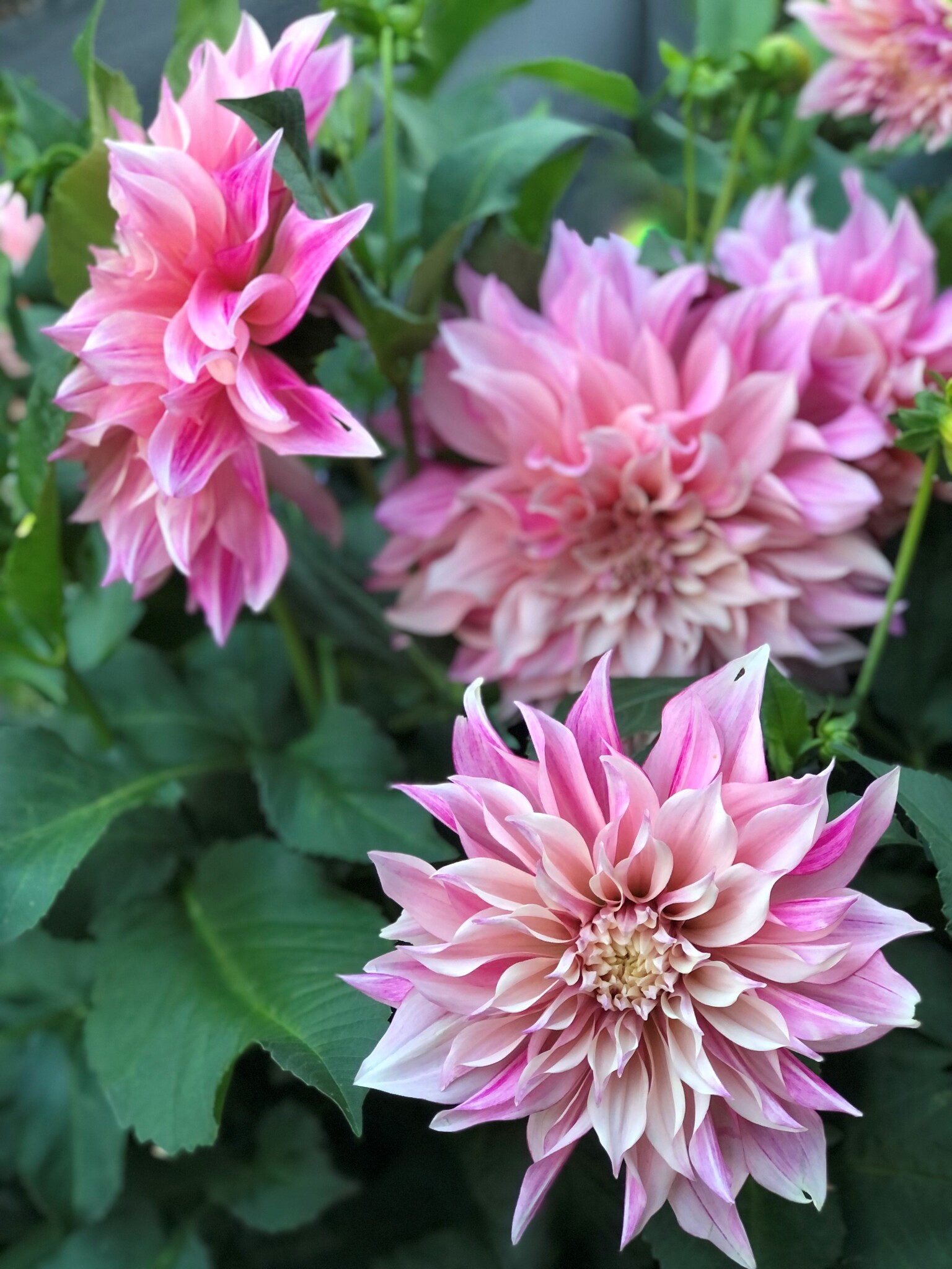 Dahlie Cafe Au Lait Royal