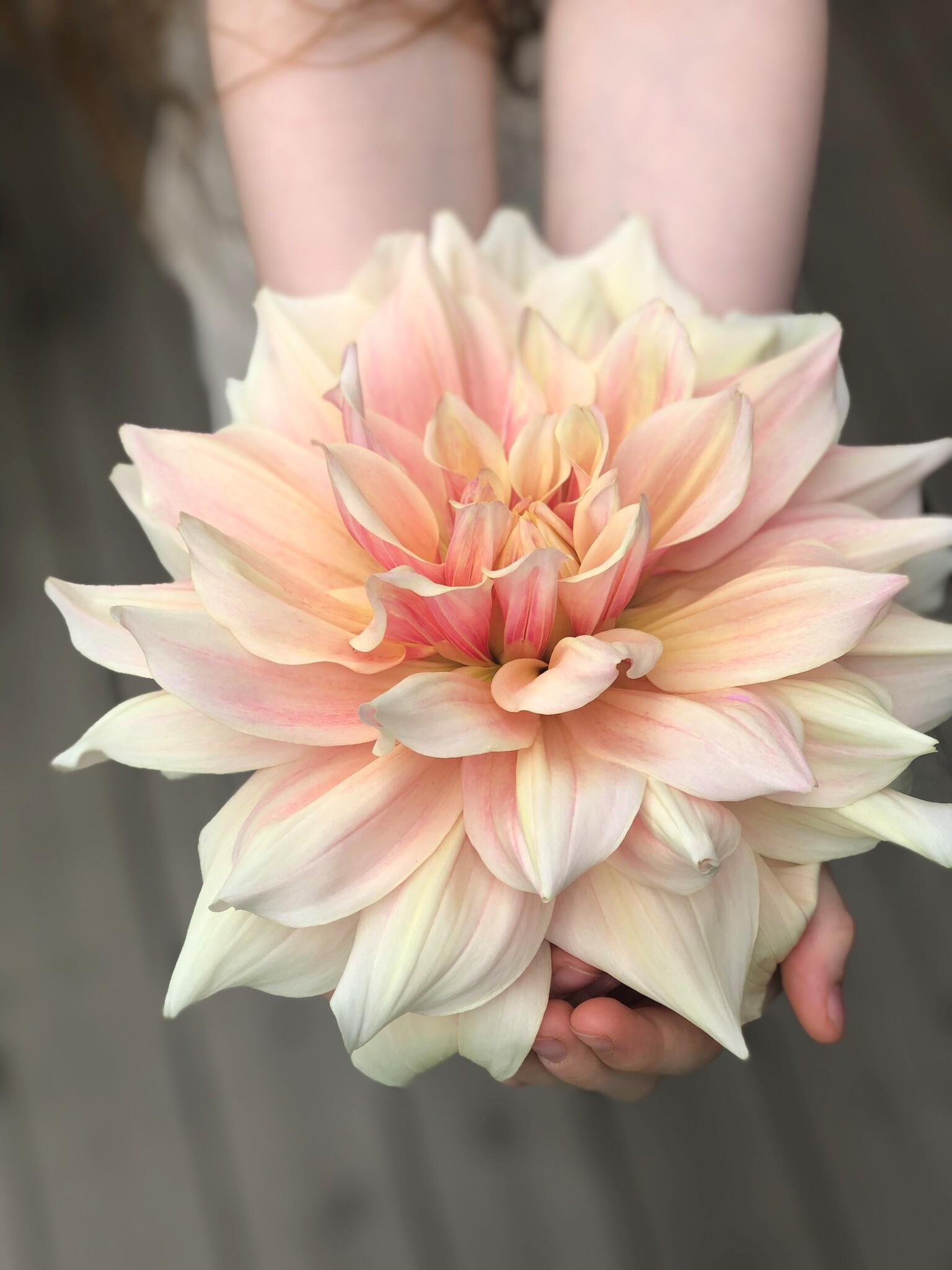 Dahlia Break Out - Dahlia Store - Exclusive dahlia tubers
