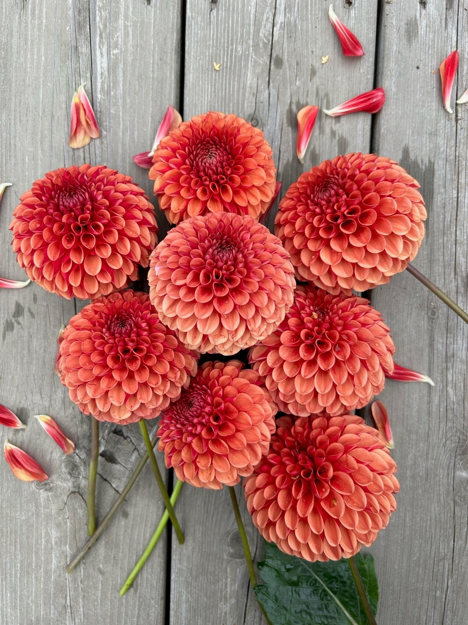 Dahlia Copperboy - Dahlia Store - Exclusive dahlia tubers