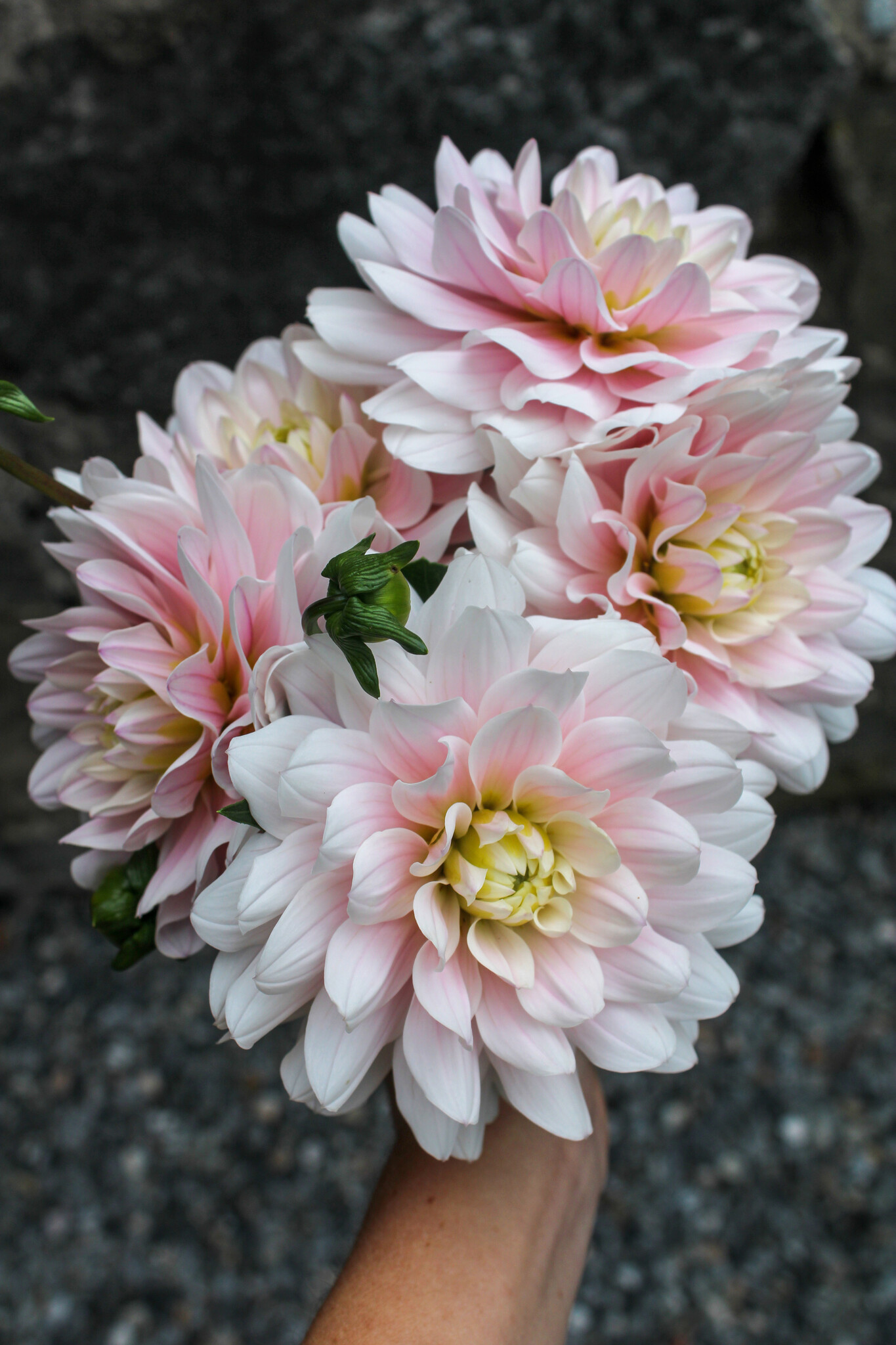 Dahlia Silver Years Dahlia Store Exclusive Dahlia Tubers
