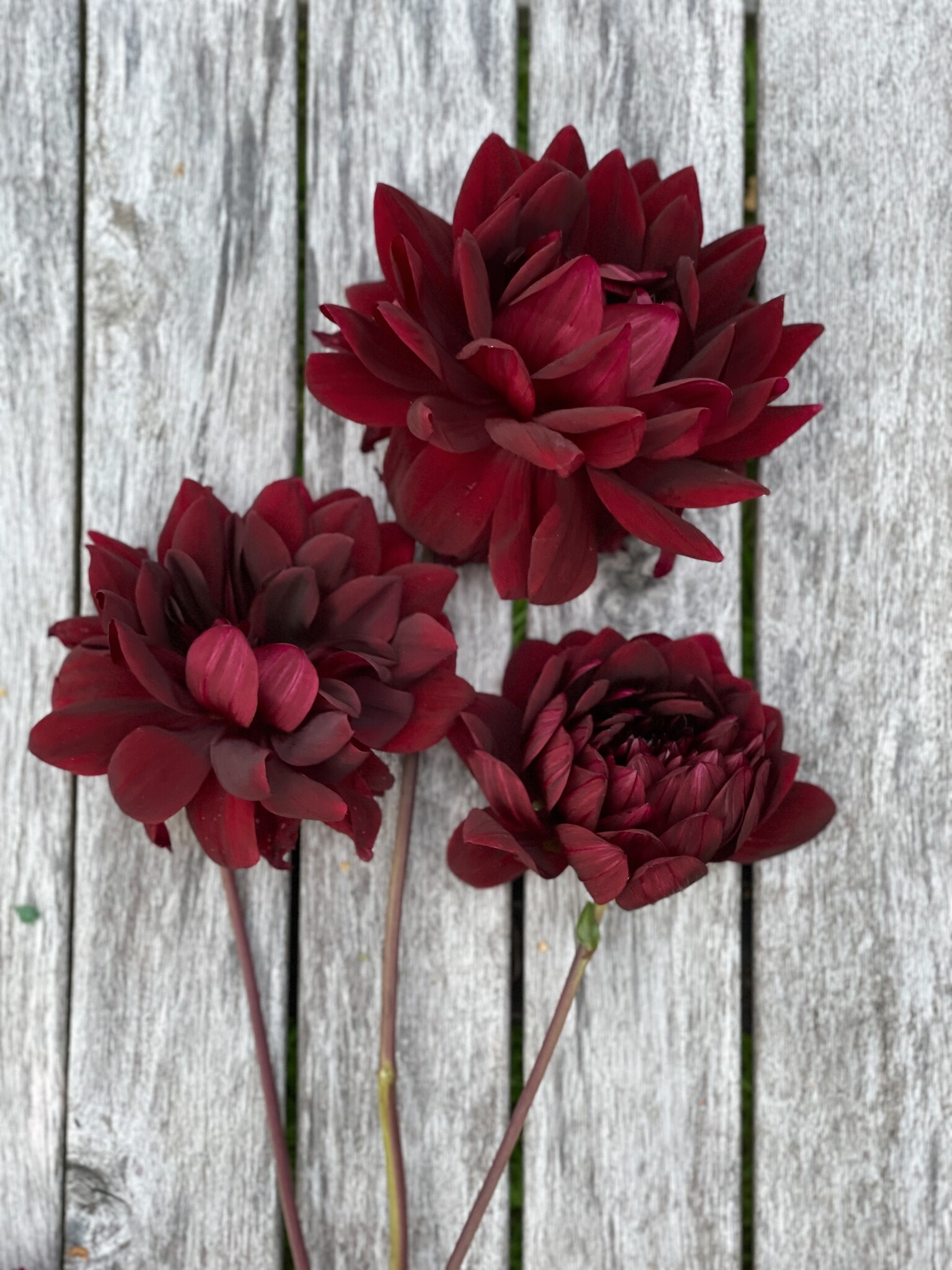Dahlia Sam Hopkins - Dahlia Store - Exclusive dahlia tubers