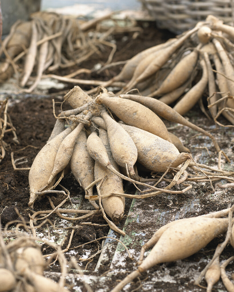 Dahlia Bracken Ballerina - Dahlia Store