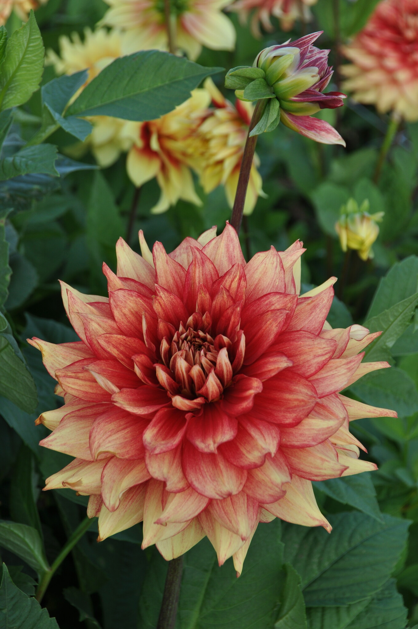 Dahlia Dazzling Magic - Dahlia Store - Exclusive dahlia tubers
