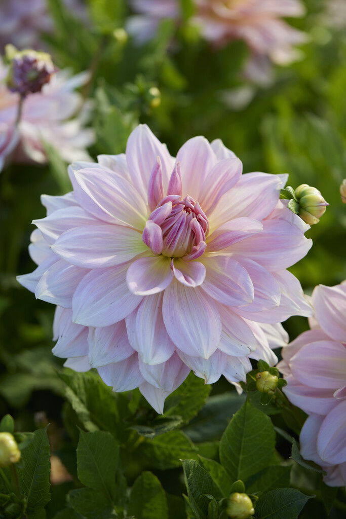Dahlia Fairway Pilot - Dahlia Store - Exclusive dahlia tubers