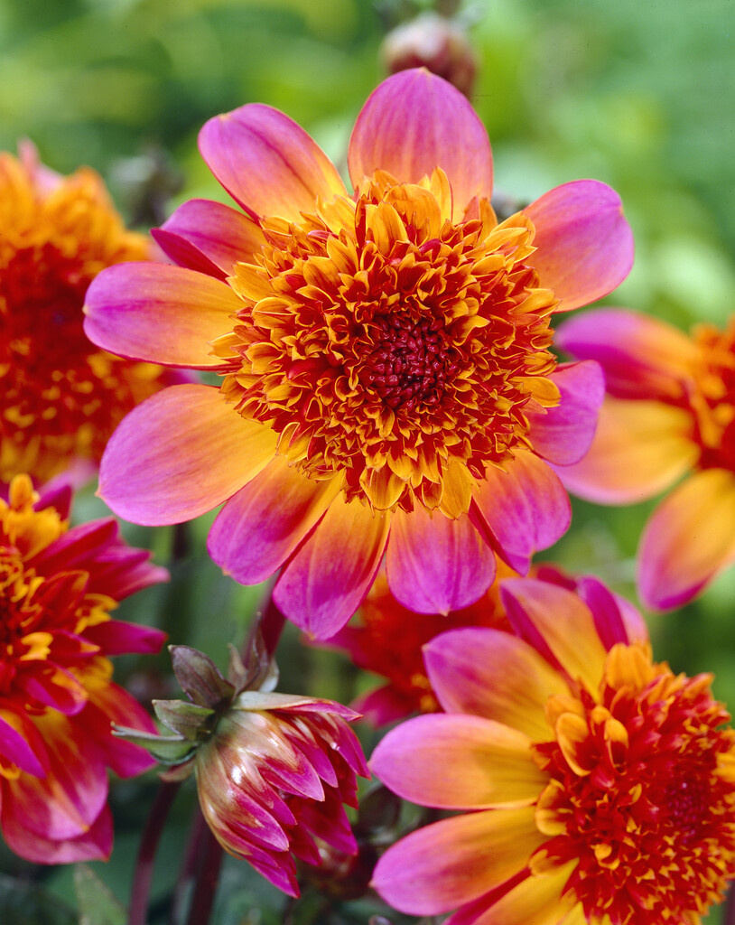Dahlia Floorinoor - Dahlia Store - Exclusive dahlia tubers
