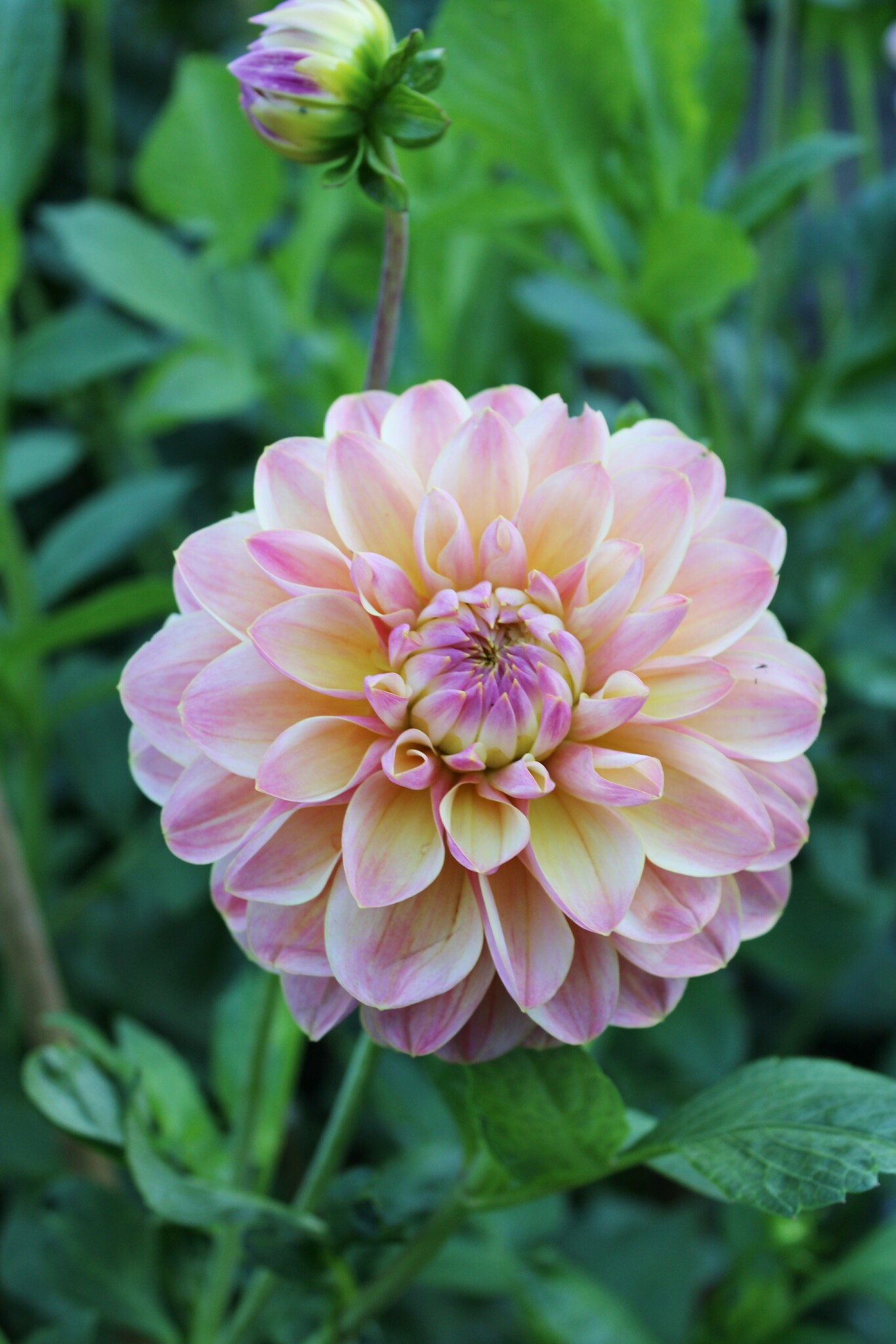 Dahlia Hapet Pastell - Dahlia Store - Exclusive dahlia tubers