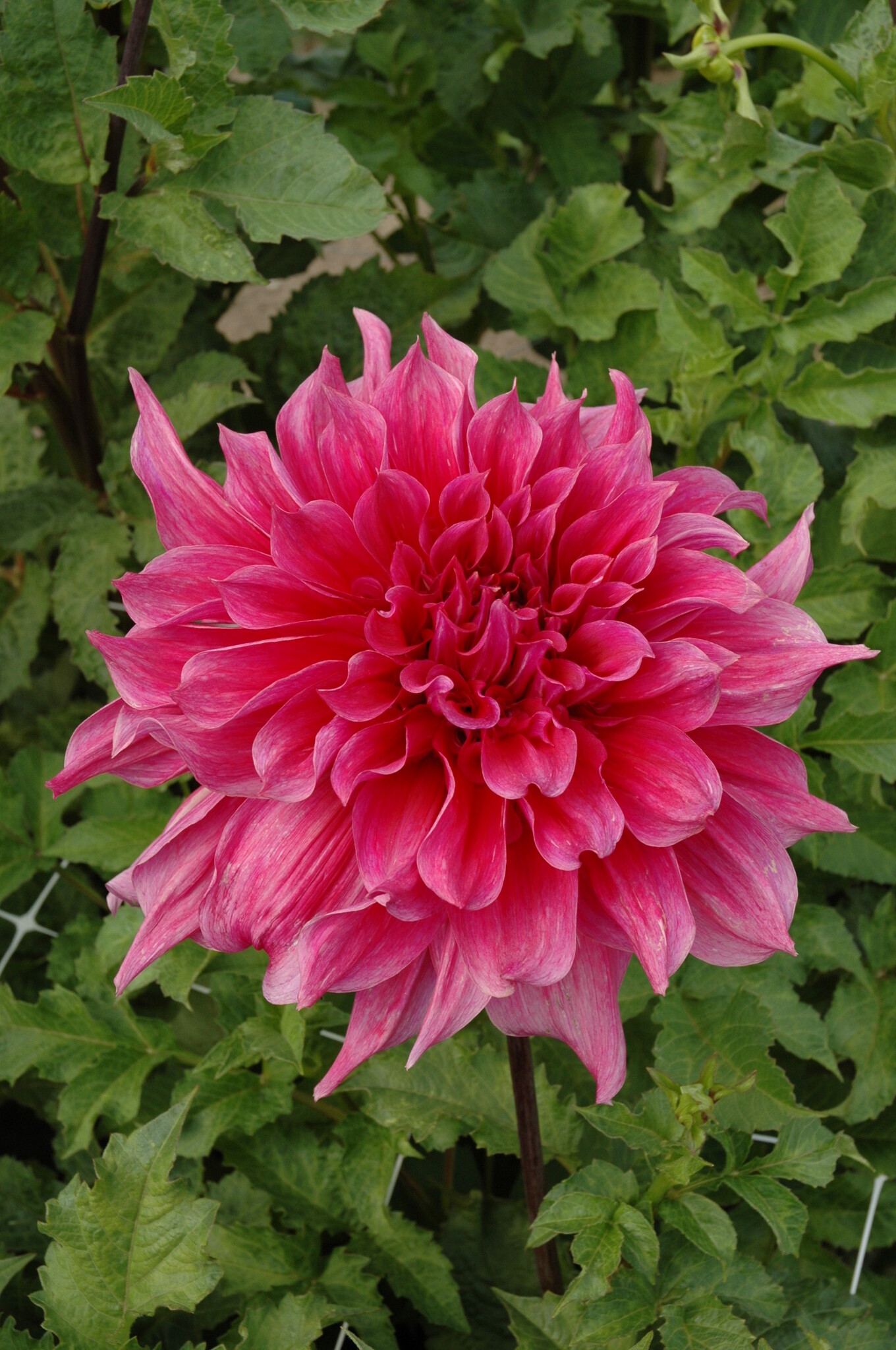 Dahlia Maki - Dahlia Store - Exclusive dahlia tubers