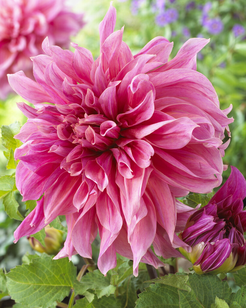Dahlia Maki - Dahlia Store - Exclusive dahlia tubers