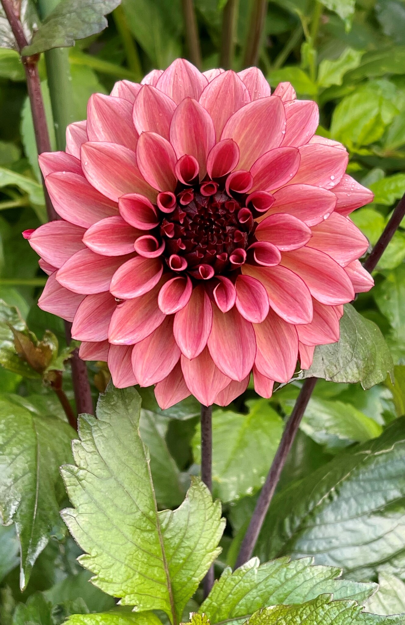 Dahlia Night Silence - Dahlia Store - Exclusive dahlia tubers