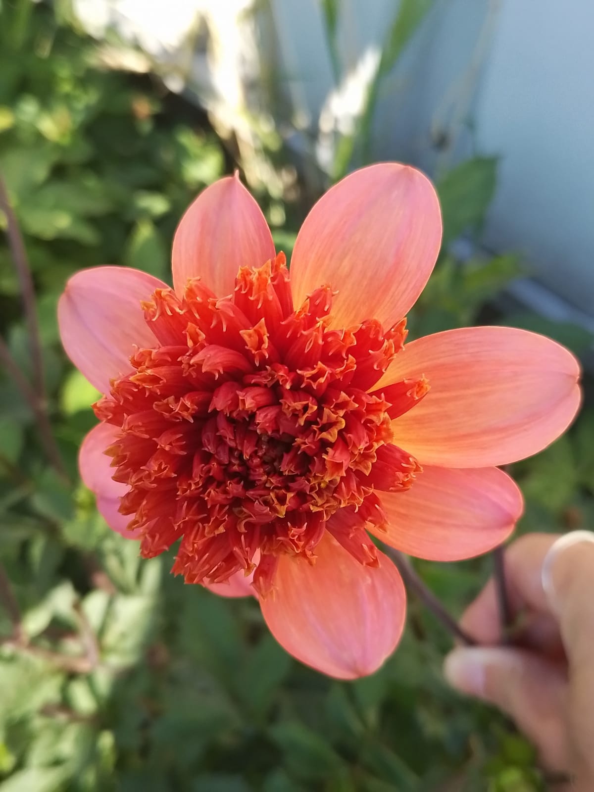 Dahlia Totally Tangerine - Dahlia Store - Exclusive dahlia tubers