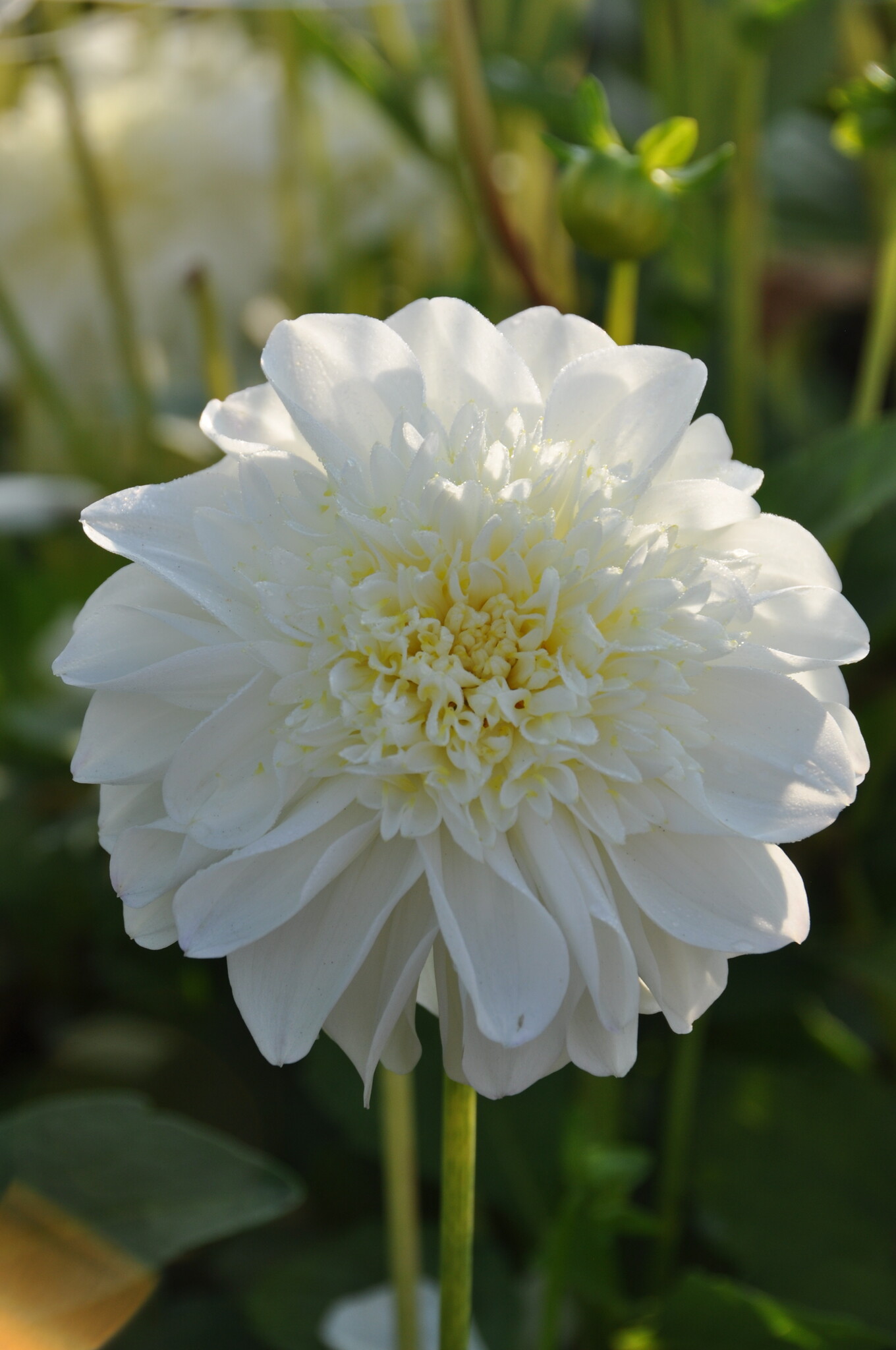 Dahlia Zahra - Dahlia Store - Exclusive dahlia tubers
