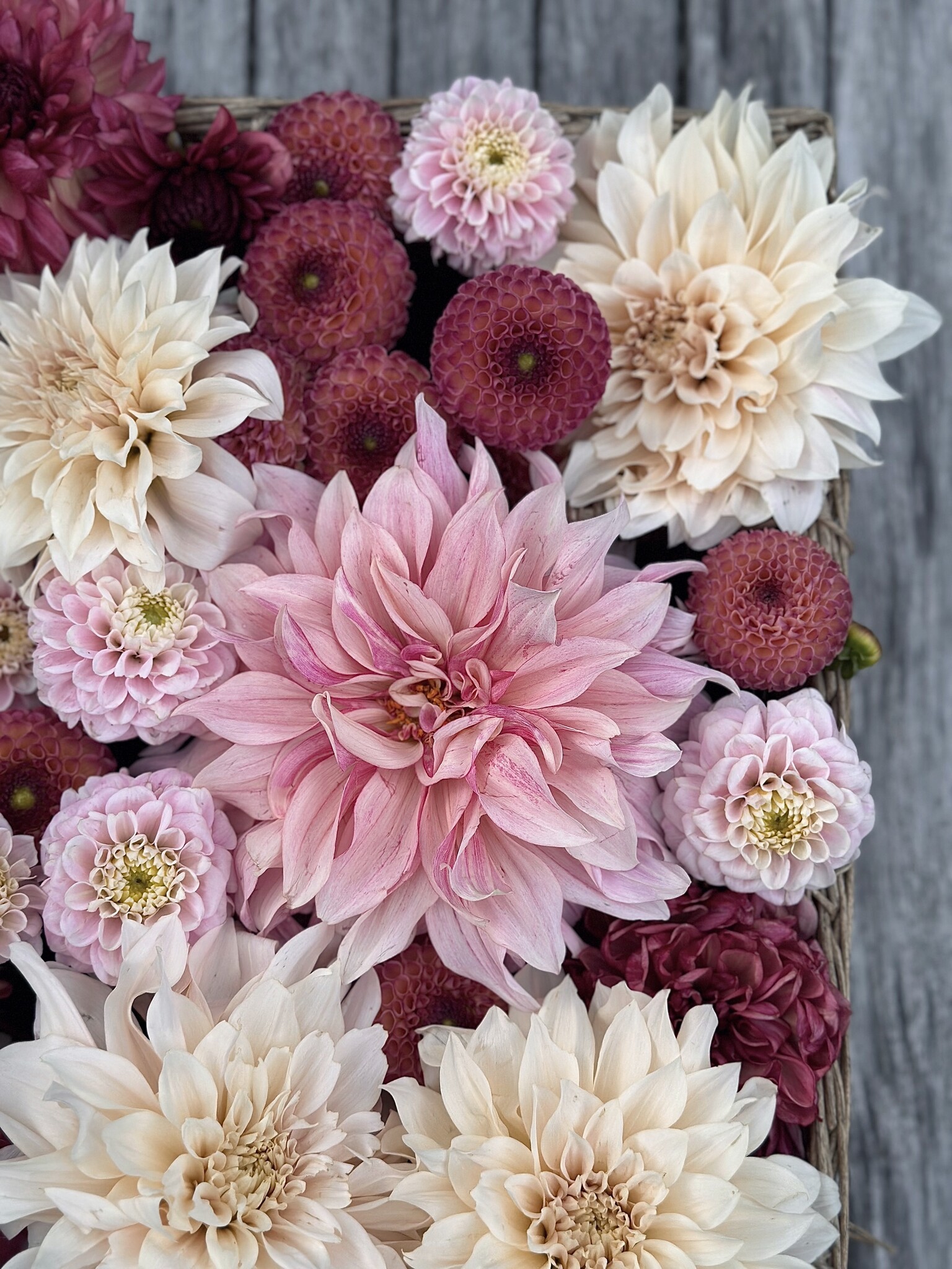 Dahlia Michaela's Inspiration - exclusive dahlia mix! - Dahlia Store ...