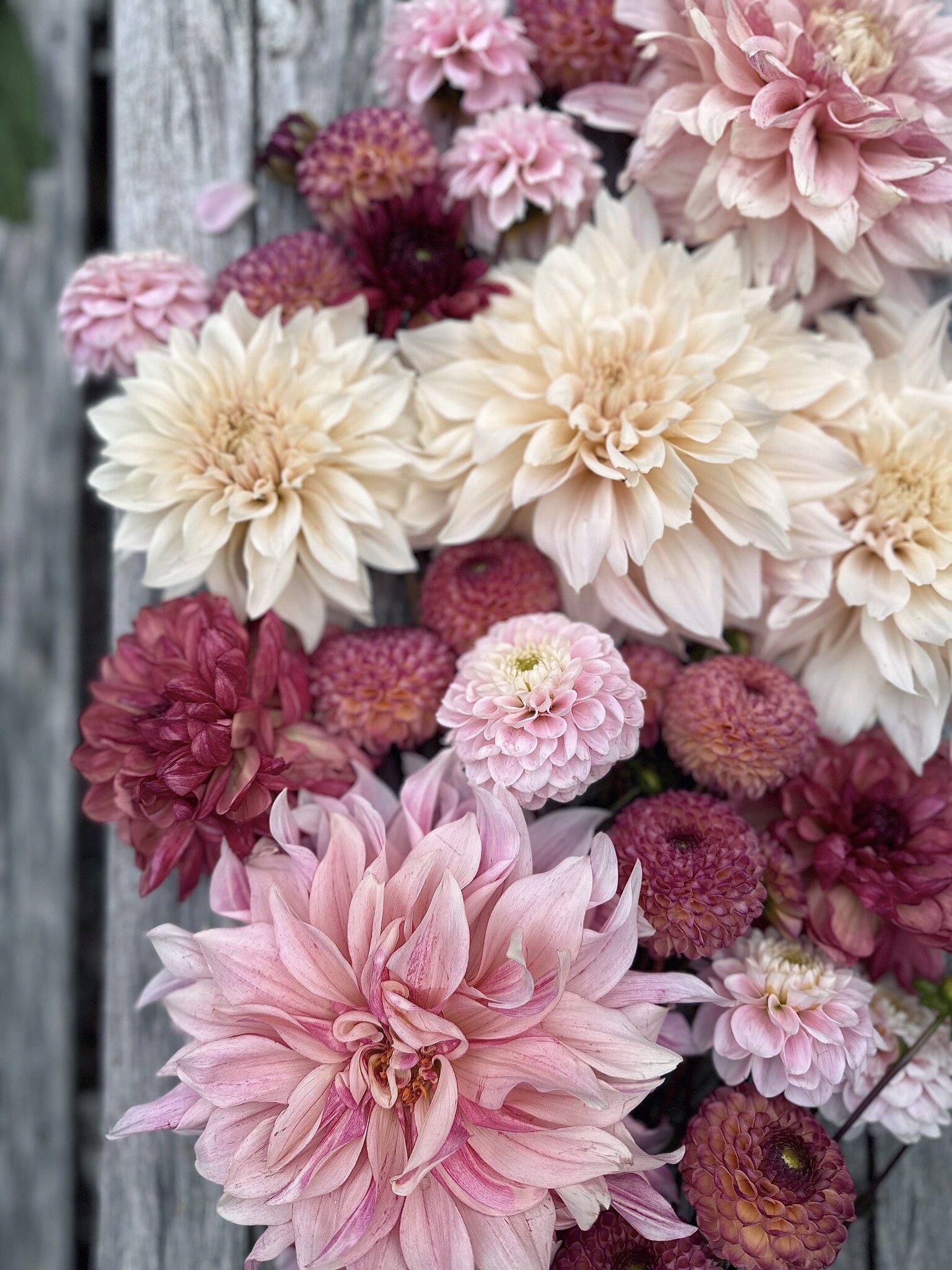 Dahlia Michaela's Inspiration - exclusive dahlia mix! - Dahlia Store ...