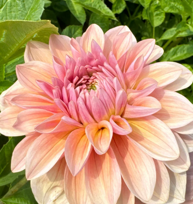 Dahlia Sturm Sweet Maria - Dahlia Store - Exclusive dahlia tubers