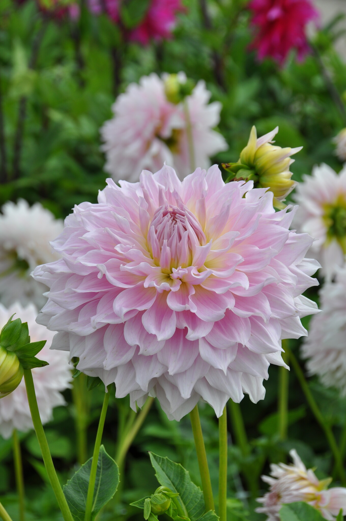 Dahlia Ka's Cloud - Dahlia Store - Exclusive dahlia tubers