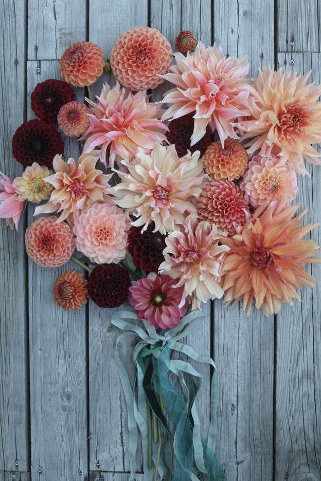 Dahlia Hanna's Sunset - exclusive dahlia mix! - Dahlia Store ...