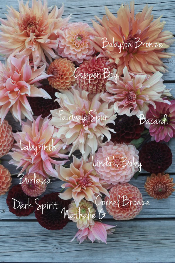 Dahlia Hanna's Sunset - exclusive dahlia mix! - Dahlia Store ...