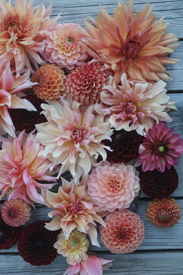 Dahlia Hanna's Sunset - exclusive dahlia mix! - Dahlia Store ...