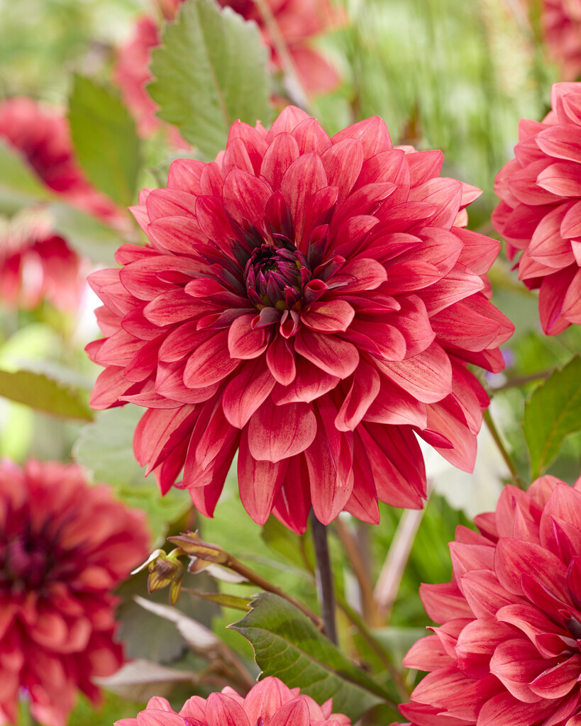 Dahlia Danique - Dahlia Store - Exclusive dahlia tubers