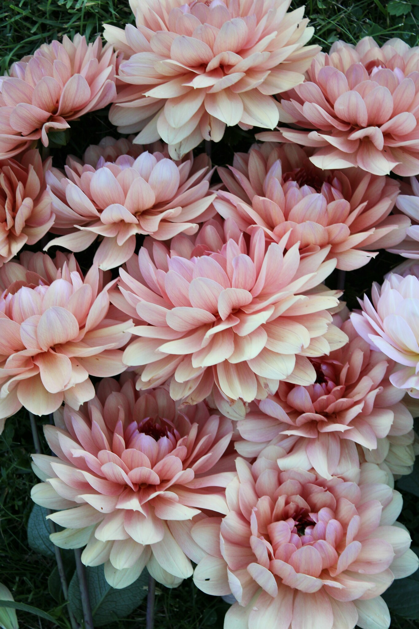 Dahlia Chateau de la Bourdaisiere - Dahlia Store - Exclusive dahlia tubers