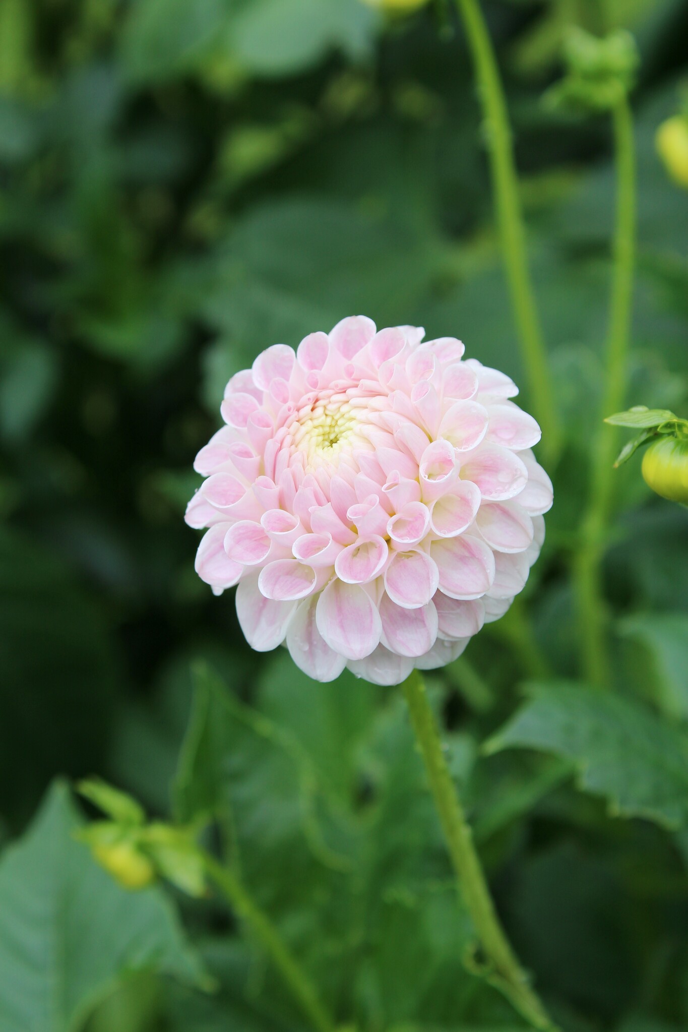 Dahlia Hapet Barbie - Dahlia Store