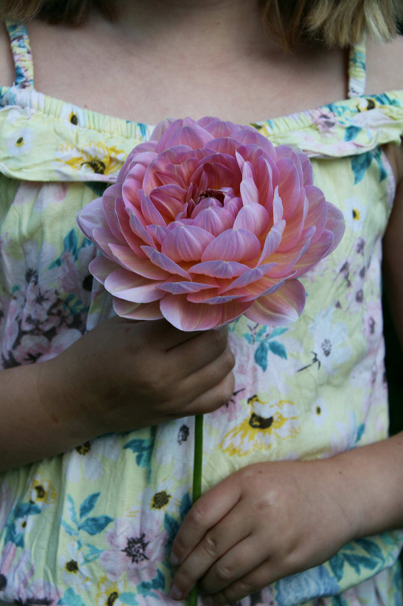 Dahlia Hapet Old Charm - Dahlia Store - Exclusive dahlia tubers