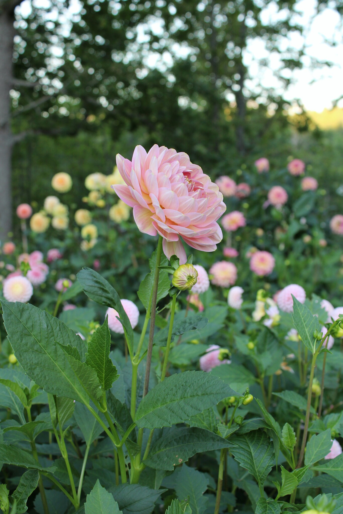 Dahlia Hapet Old Charm - Dahlia Store - Exclusive dahlia tubers