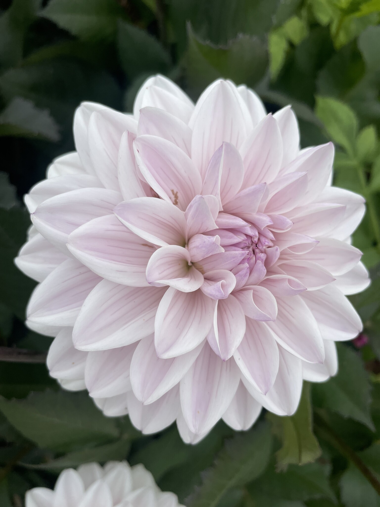 Dahlia Candlelight Ivory Flame - Dahlia Store