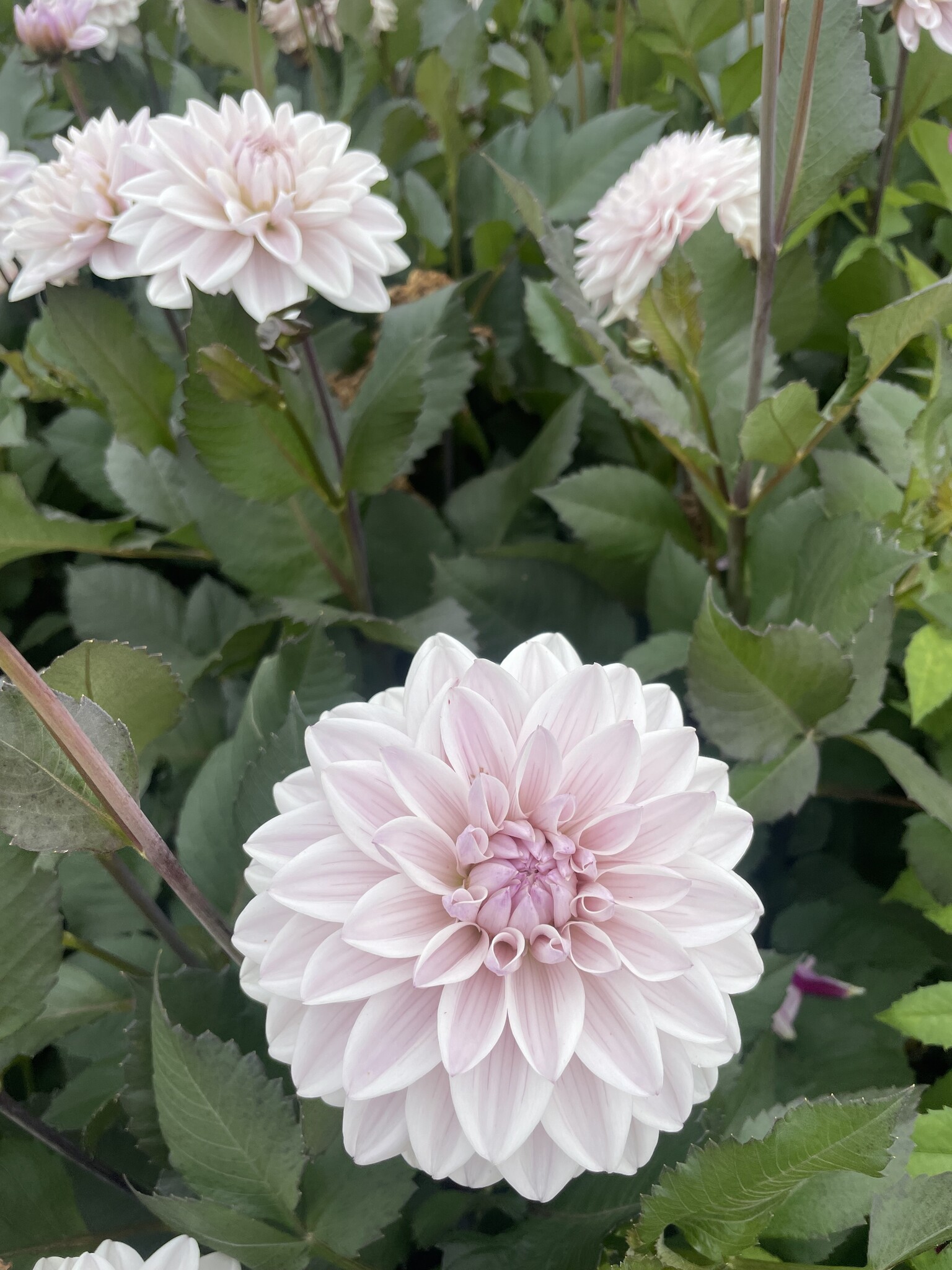 Dahlia Candlelight Ivory Flame - Dahlia Store