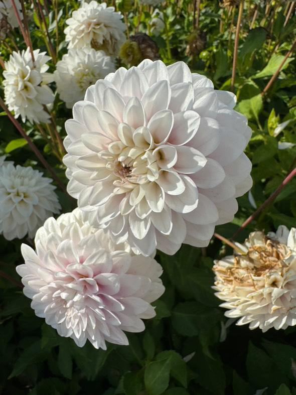 Dahlia Hapet Blushy - Dahlia Store - Exclusive dahlia tubers