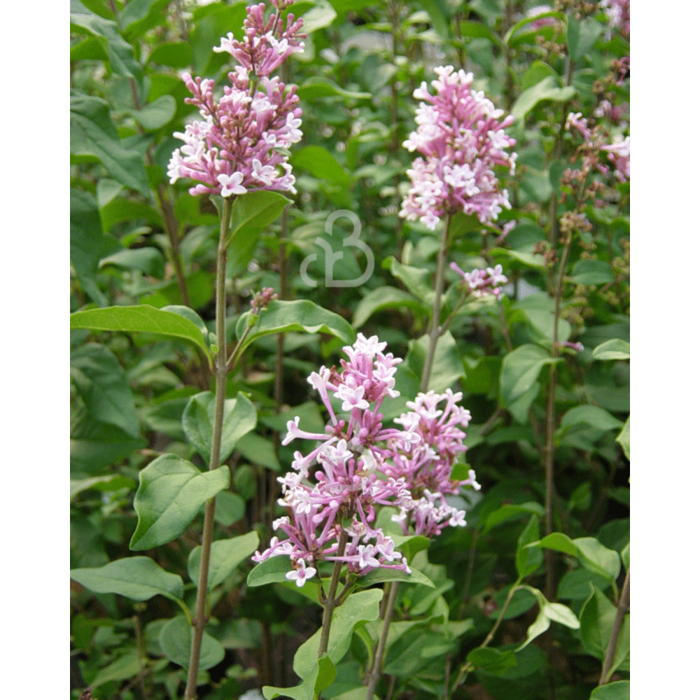Syringa microphylla 'Superba' | Sering | Heester - De Batterijen