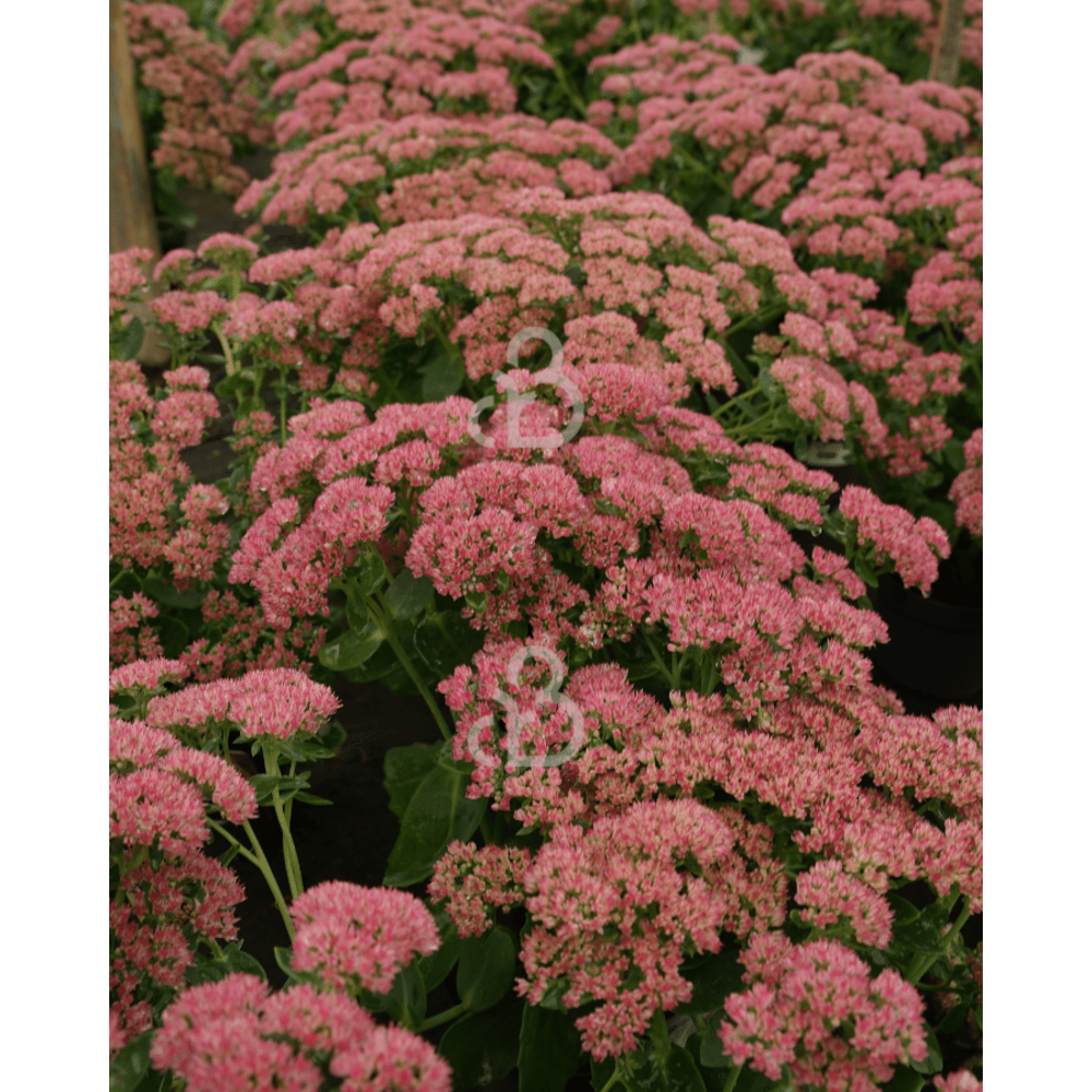 Sedum 'Herbstfreude' | Vetkruid | Vaste plant - De Batterijen