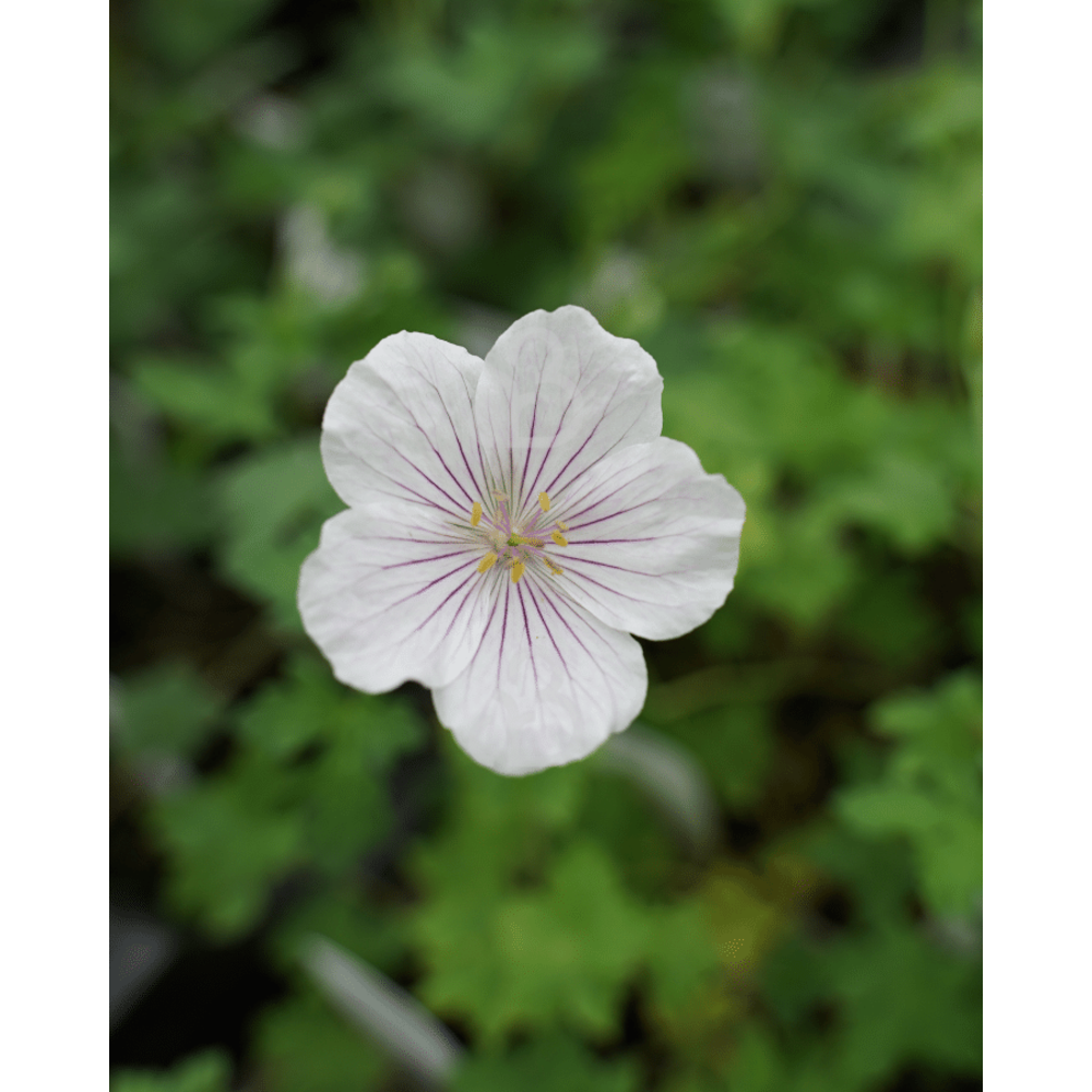 Geranium himal. 'Derrick Cook' | Ooievaarsbek | Vaste plant - De Batterijen