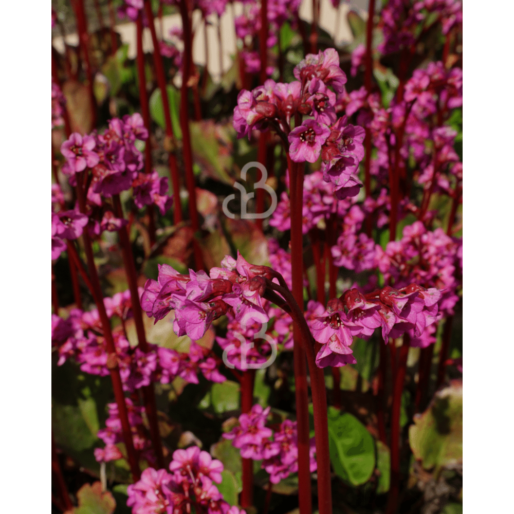 Bergenia cordifolia | Schoenlappersplant | Vaste plant - De Batterijen
