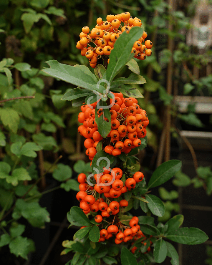 Pyracantha cocc. 'Red Column' | Vuurdoorn | Klimplanten - De Batterijen