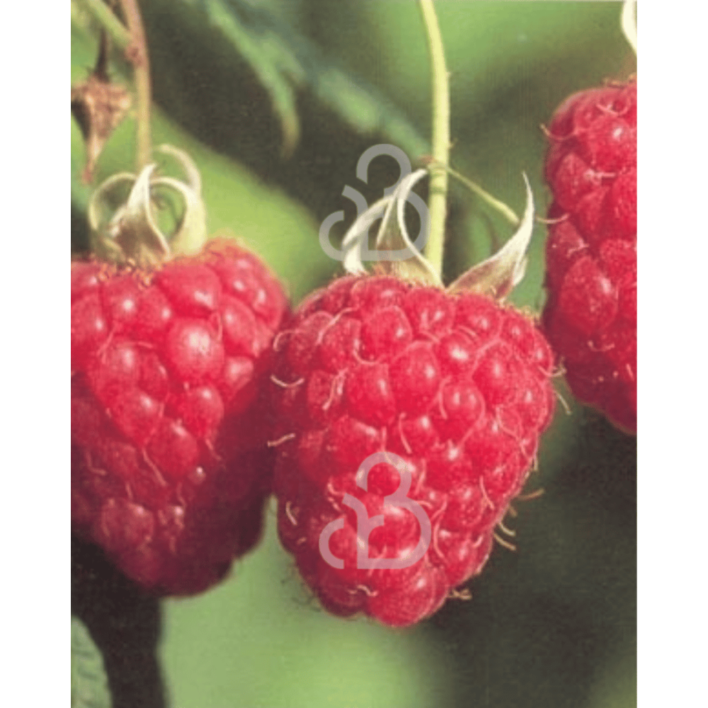 Rubus idaeus 'Schonemann' | Zomerframboos | Kleinfruit - De Batterijen