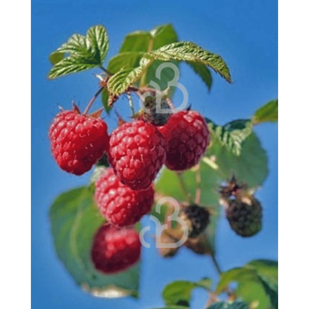 Rubus idaeus 'Polka' | Herfstframboos | Kleinfruit - De Batterijen
