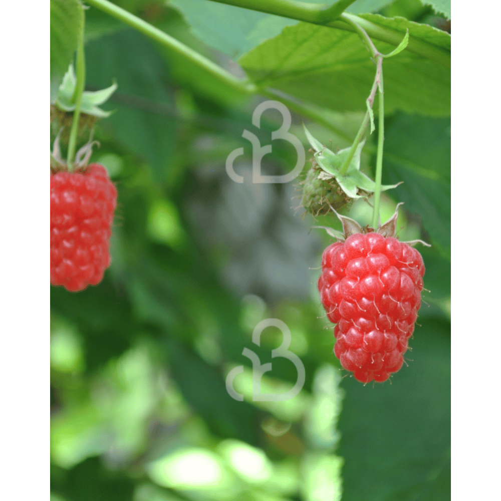 Rubus idaeus 'Himbotop' | Herfstframboos | Kleinfruit - De Batterijen