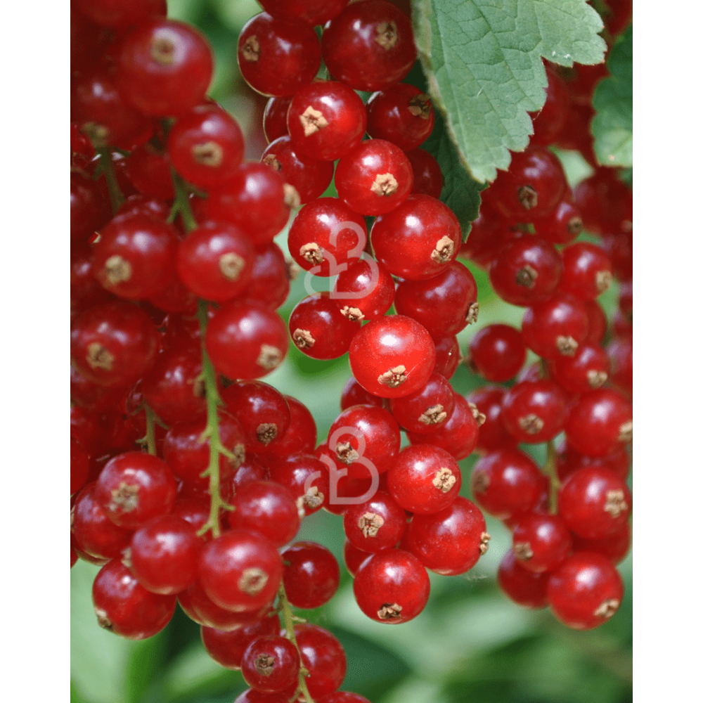 Ribes rubrum 'Jonkheer van Tets' | Rode bes | Kleinfruit - De Batterijen