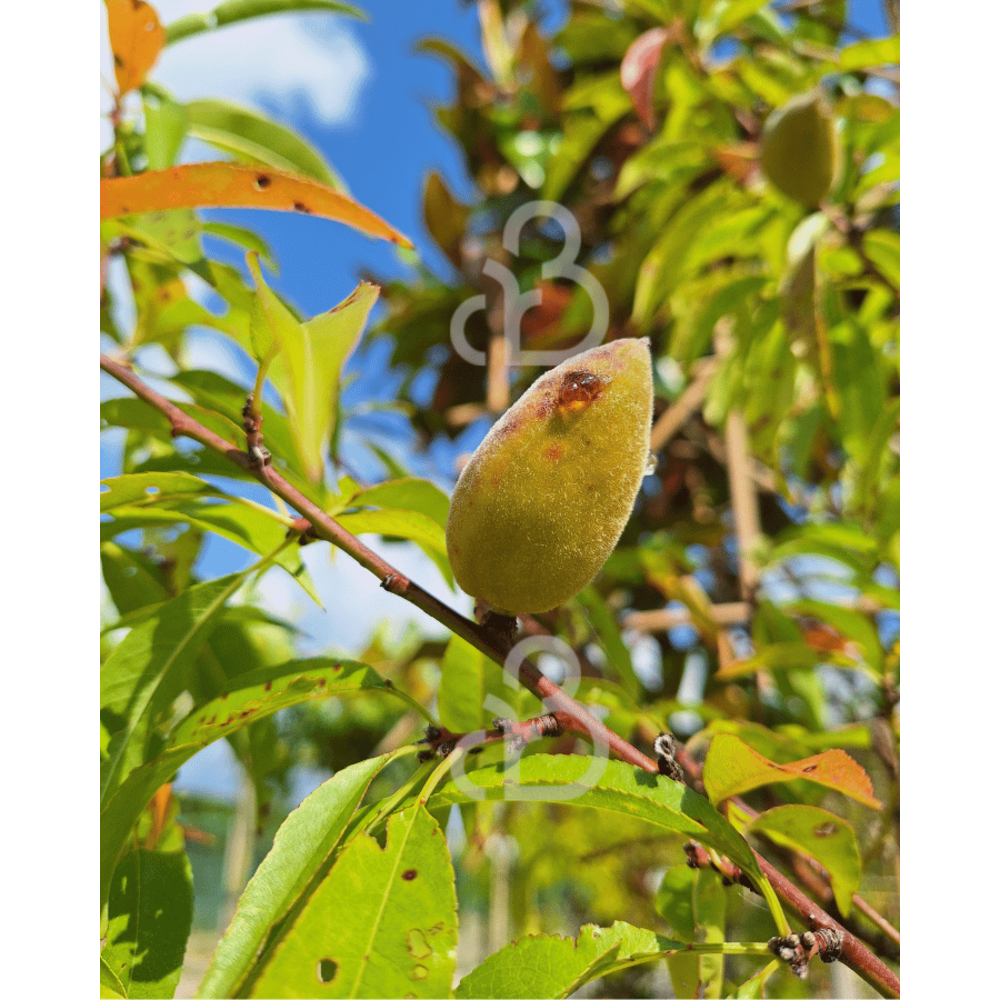 Prunus dulcis 'Robijn' | Amandelboom - De Batterijen