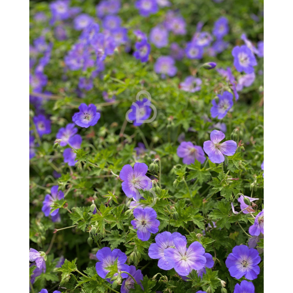Geranium 'Rozanne' | Ooievaarsbek | Vaste plant - De Batterijen