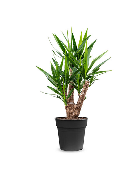 Acheter du Yucca - www.fleurdirect.fr